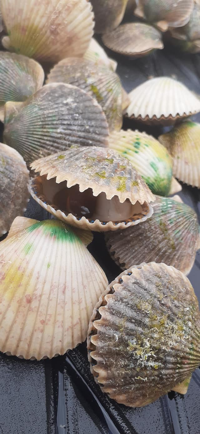 FL Scalloping, Fishing Charter & Airboat Ride Videos & Pics
